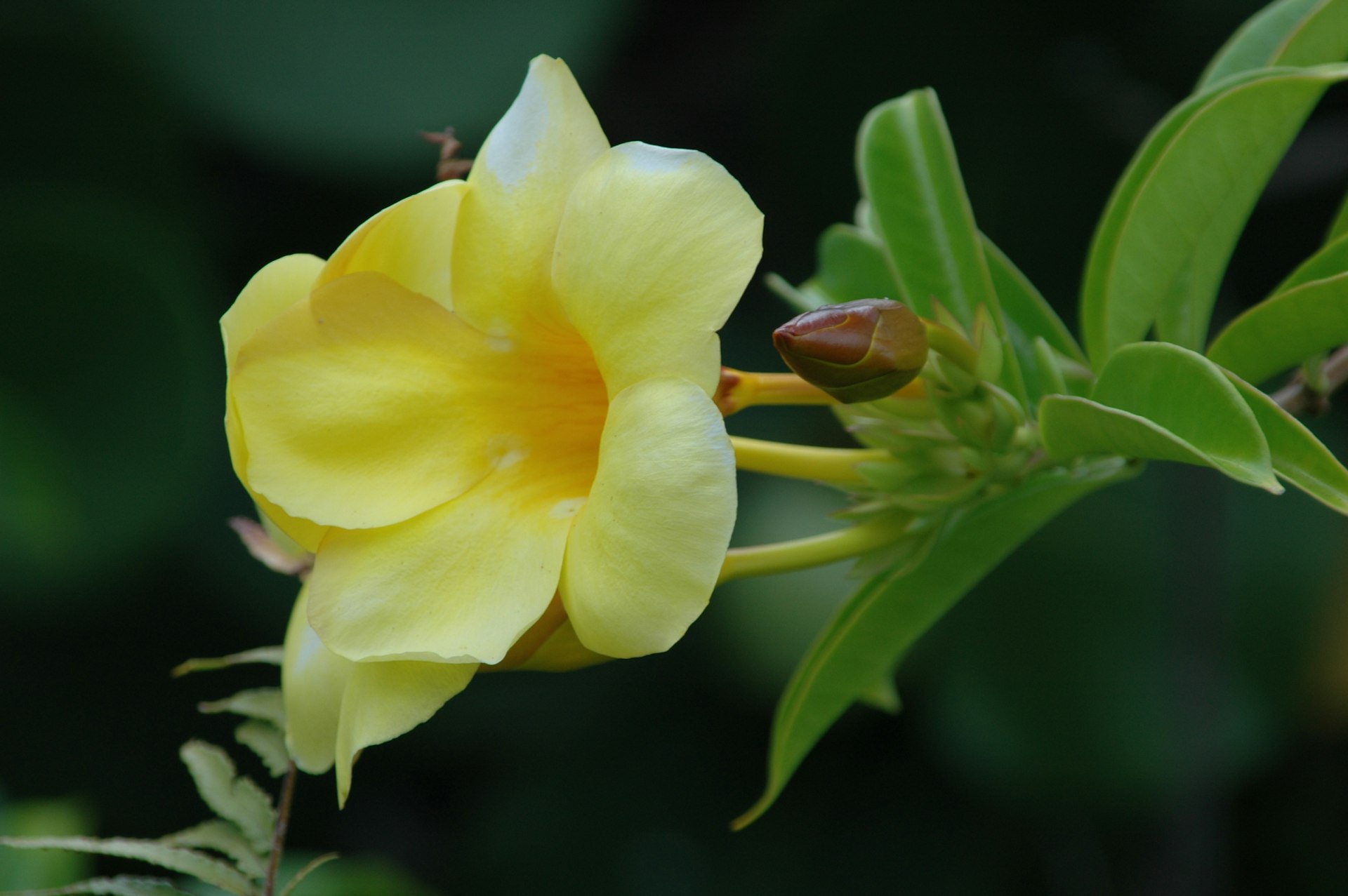 Mini Allamanda